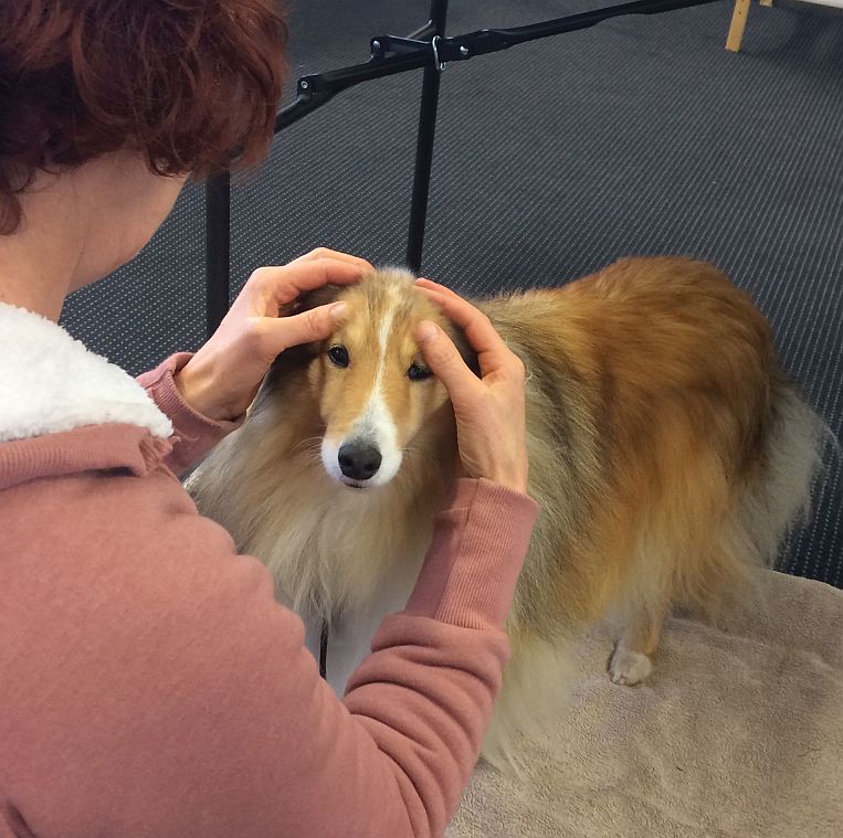 Is It Good To Massage A Dog